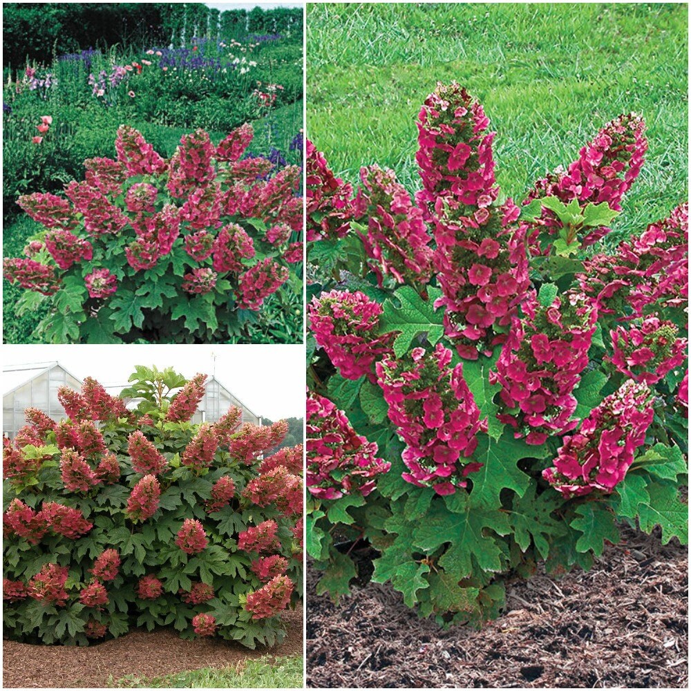 Dwarf Oakleaf Hydrangea Ruby Slippers