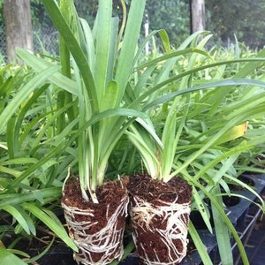 3 Live Bare Root Plants Agapanthus Getty White Blooming Ground Cover ...