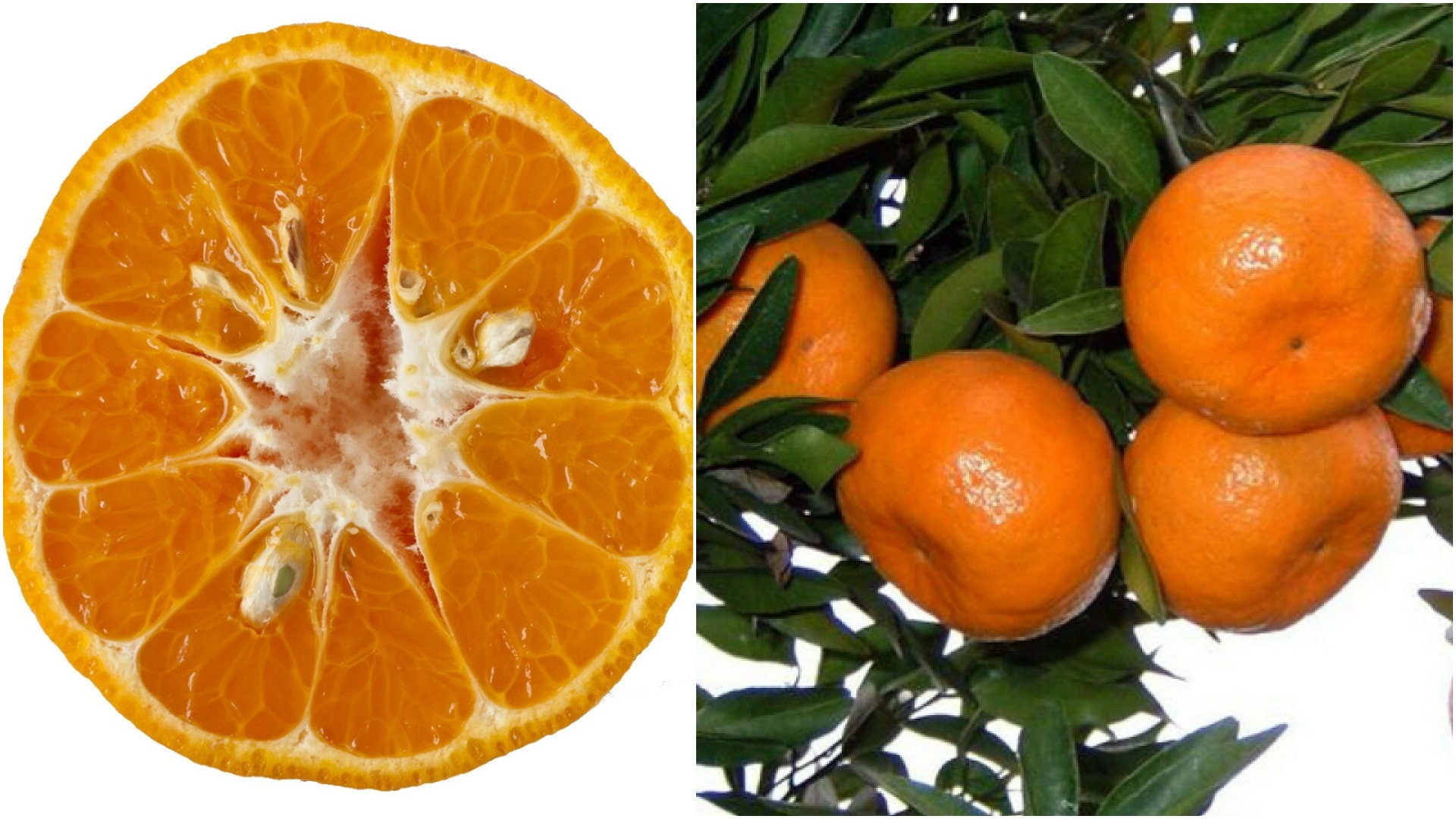 1 planta viva Ponkan Mandarin Tangerine Tree no hay envío a | Etsy