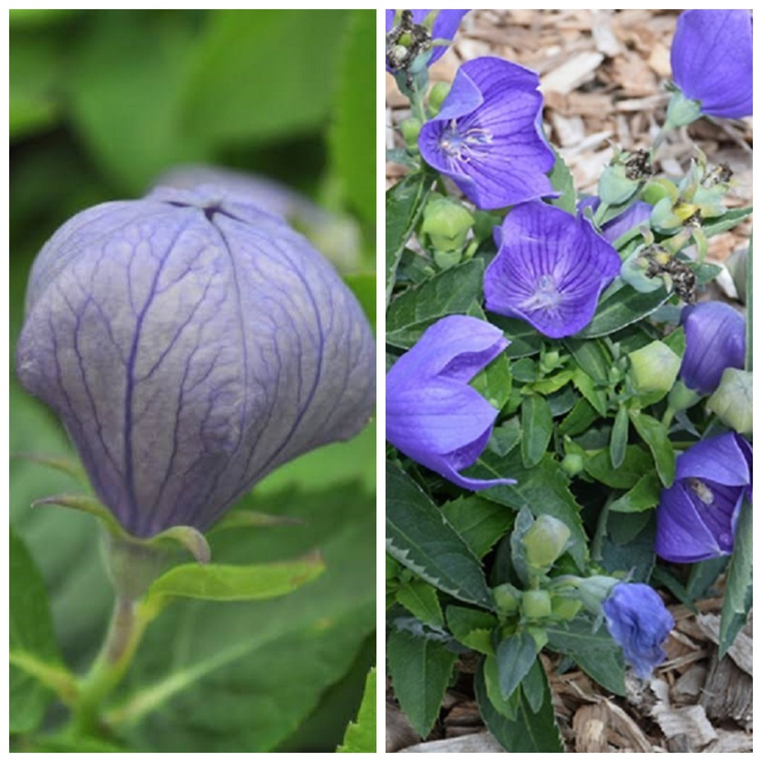 1 Live Plant Twinkle Blue Balloon Flower Platycodon Quart Pot - Etsy