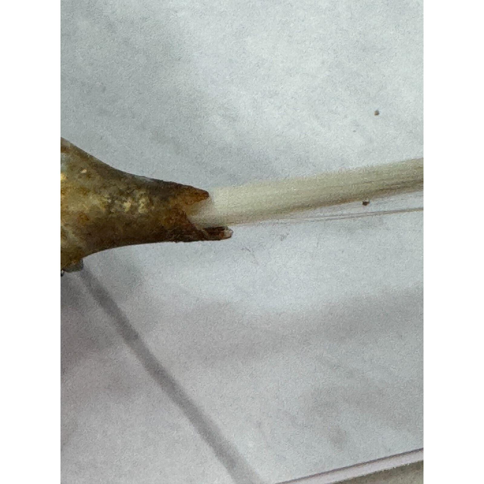 Antique Old Blown Glass Clip on Bird Christmas Ornament Germany C1900 ...