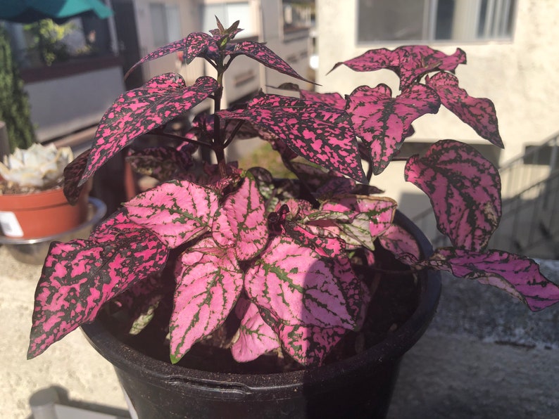Pink Polka Dot Plant – Hypoestes Phyllostachya. Freckle-face Pink Plant ...