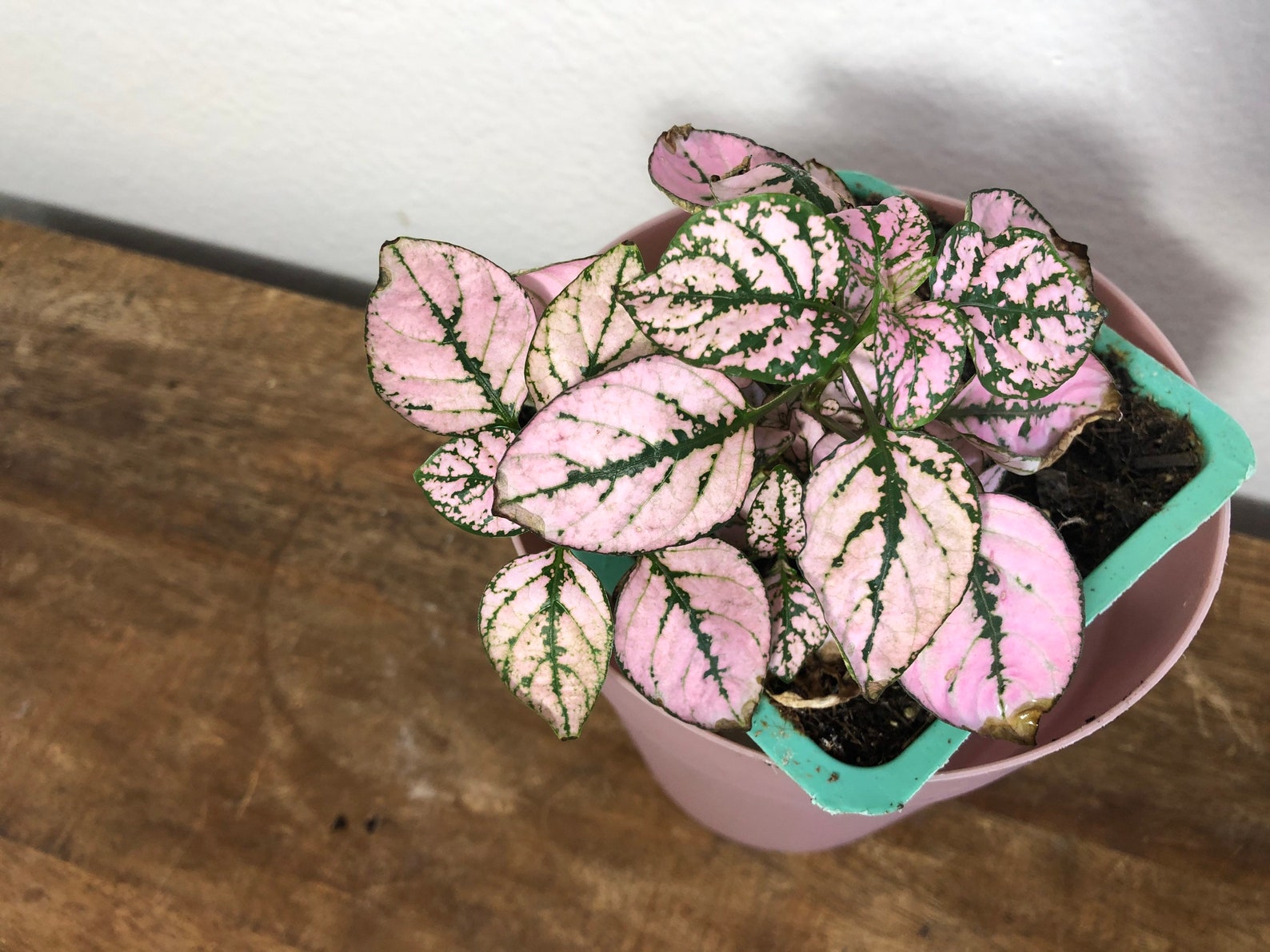 Pink Polka Dot Plant – Hypoestes Phyllostachya. Freckle-face Pink Plant ...