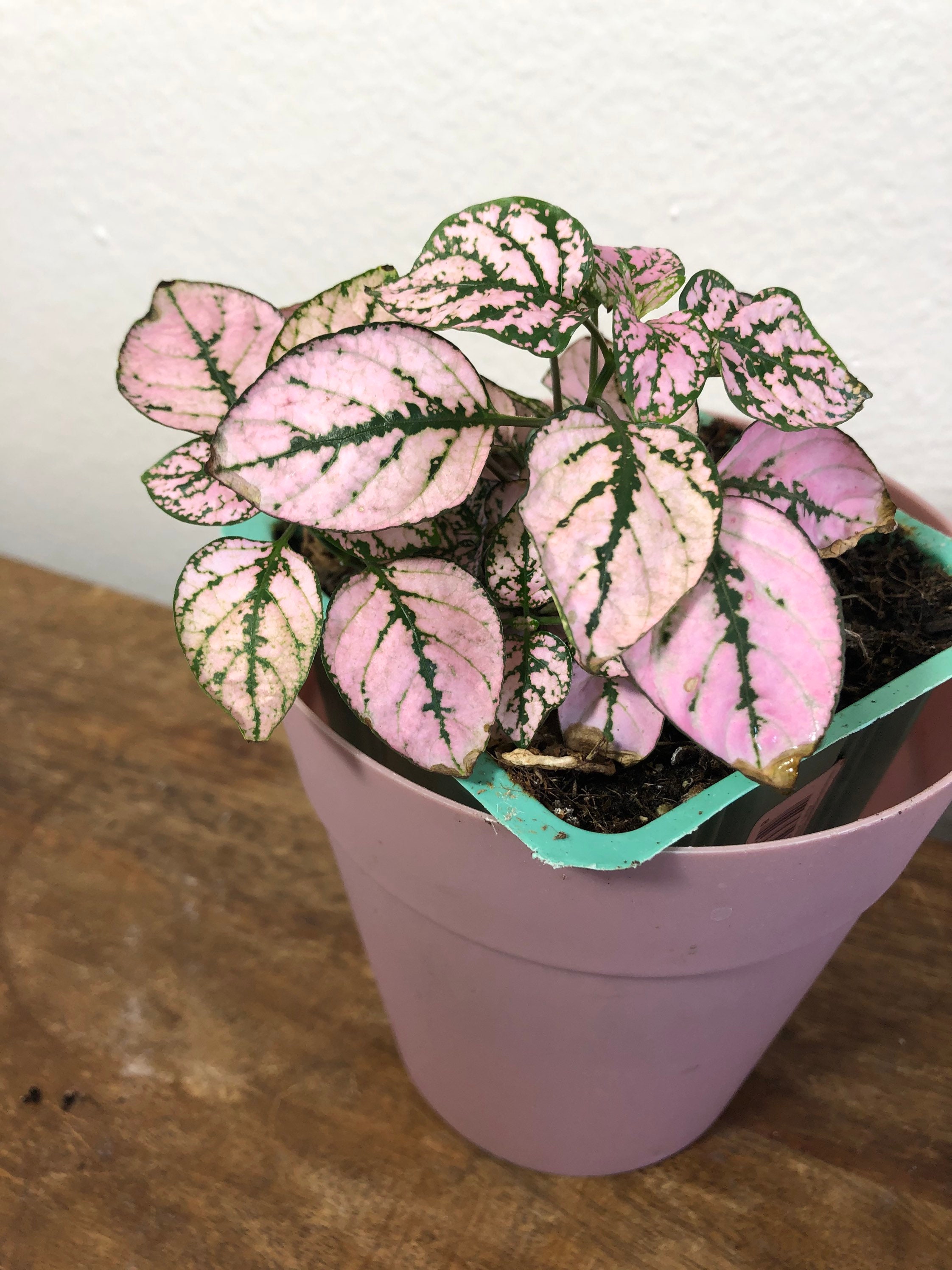 Pink Polka Dot Plant Hypoestes Phyllostachya. Freckle-face - Etsy