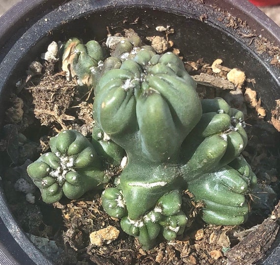 Cereus Forbesii Monstrose ming Thing Strange Mutated Cactus | Etsy