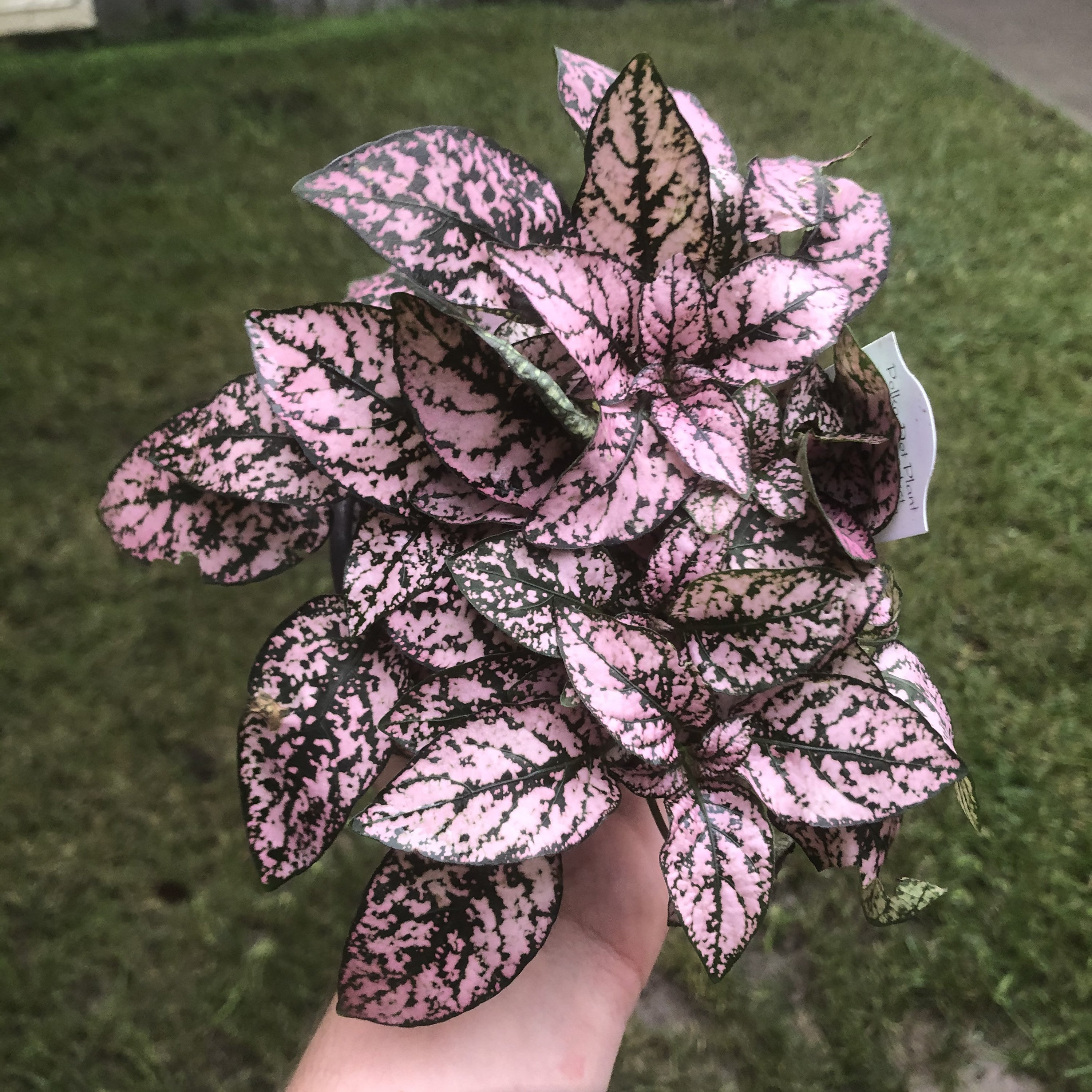 Pink Polka Dot Plant Hypoestes Phyllostachya. Freckle-face - Etsy