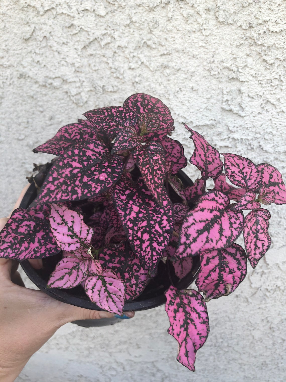Pink Polka Dot Plant – Hypoestes Phyllostachya. Freckle-face Pink Plant ...