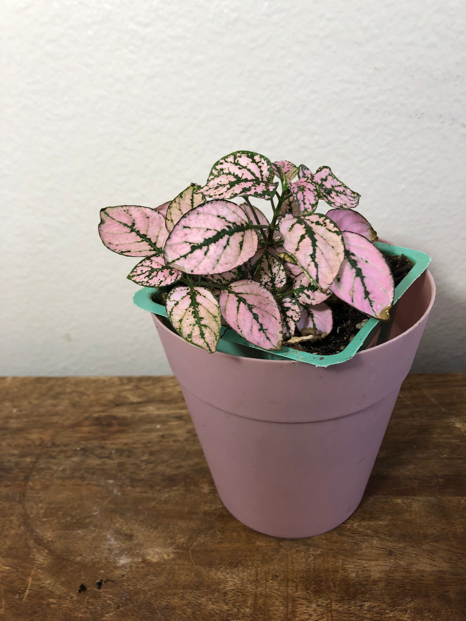 Pink Polka Dot Plant Hypoestes Phyllostachya. Freckle-face - Etsy