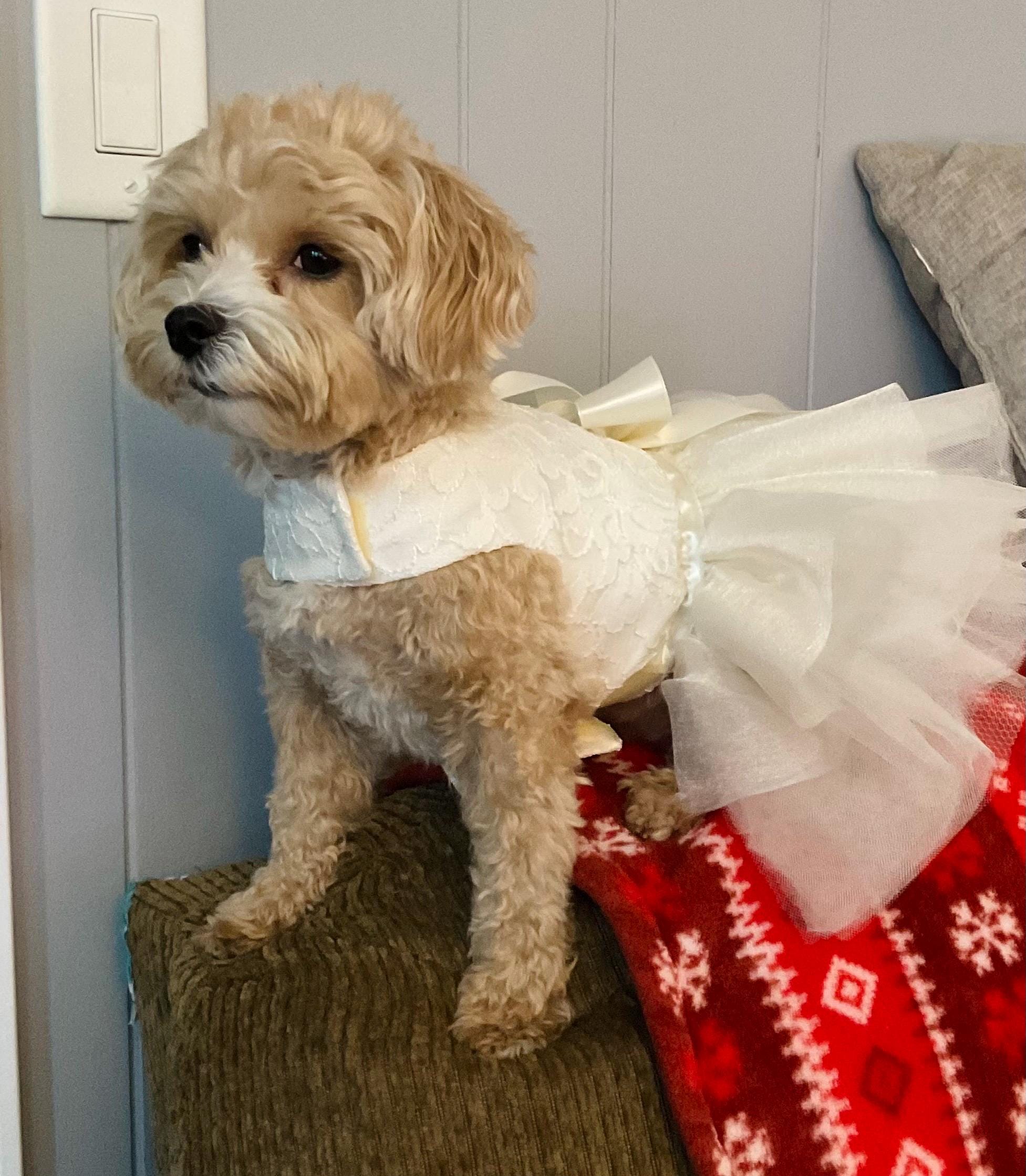 Fancy Ivory Dog Dress - Lace and Organza Wedding Dress, Bridal Dog ...