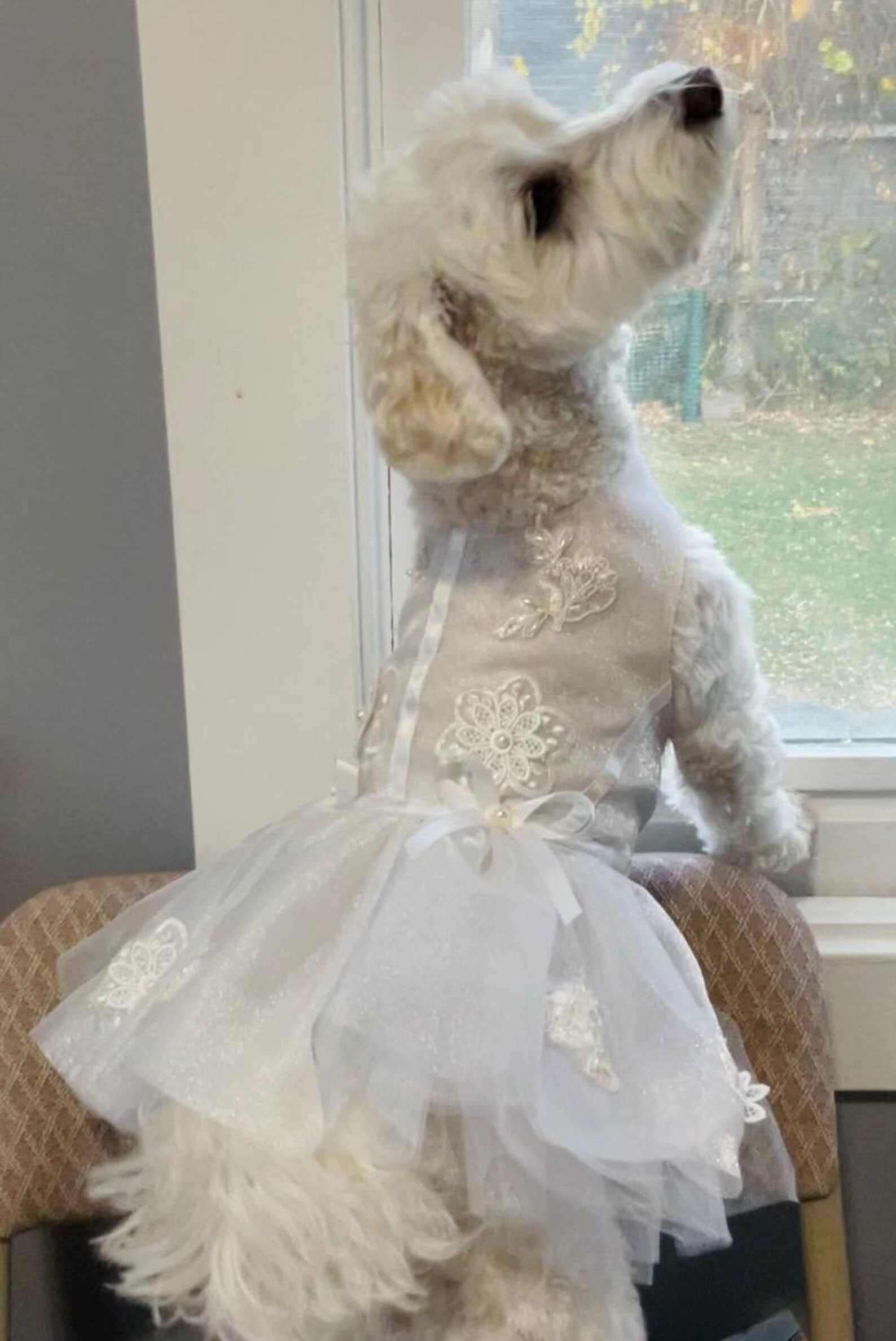 Fancy White Sheer Dog Dress Flower Embellished Organza Dress, Bridal ...