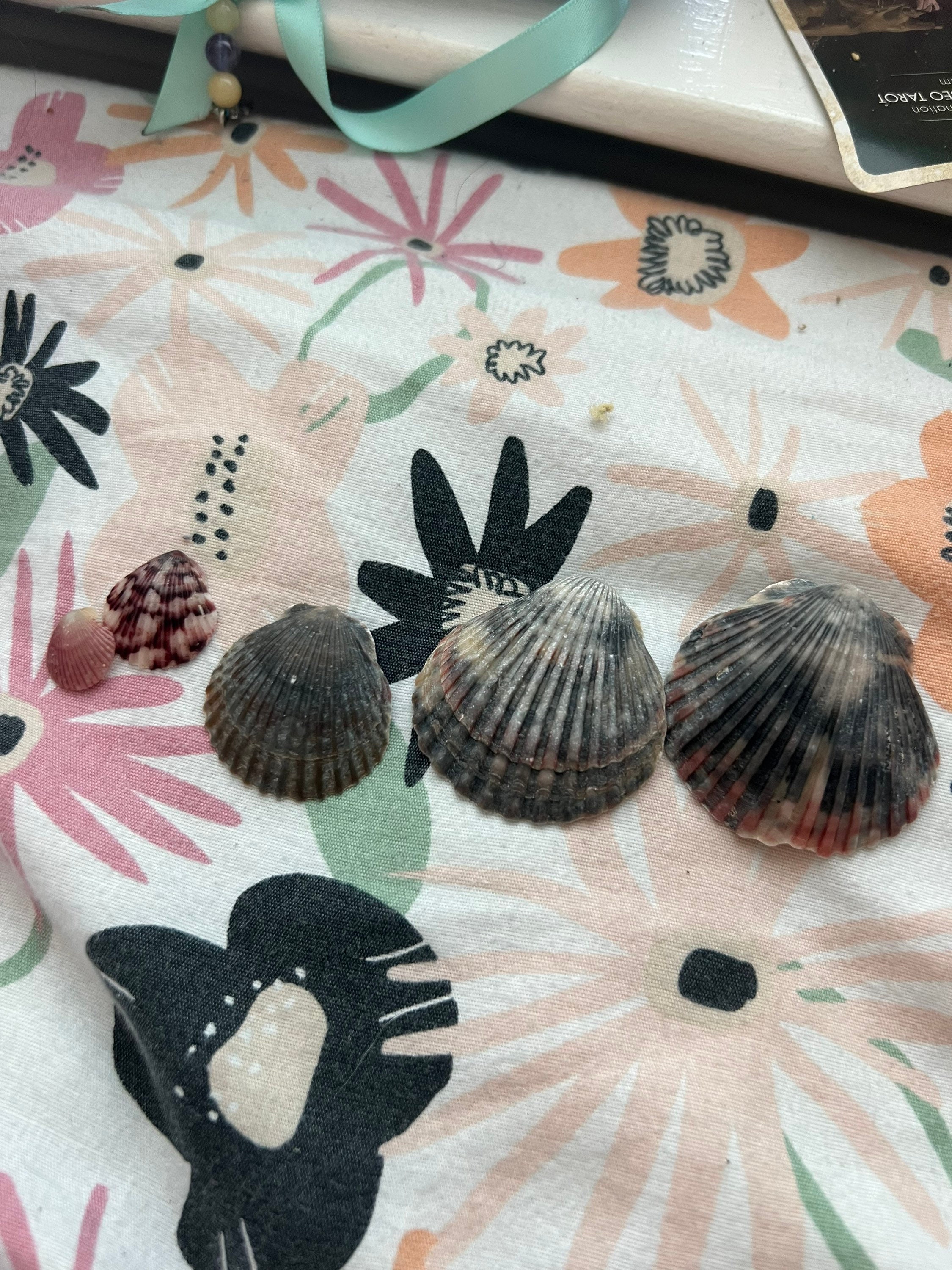 Handpicked Atlantic Calico Scallop Seashell Lot, Ocean Witch Tools, Sea ...