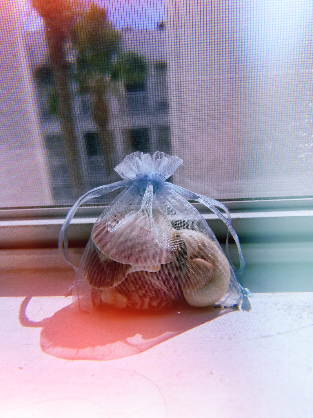 Handpicked Sea Shell Lot, Sea Witch Kit, Sea Witch Tools, Beach ...