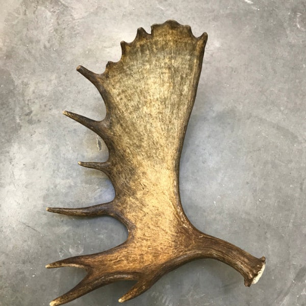 Real Deer Antlers - Etsy