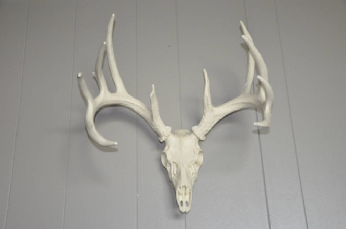 European Mount Skull Mount Faux Deer Antler Decor Deer | Etsy