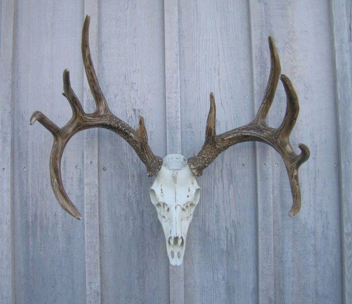 European Mount Skull Mount Faux Deer Antler Decor Rustic Furniture - Etsy