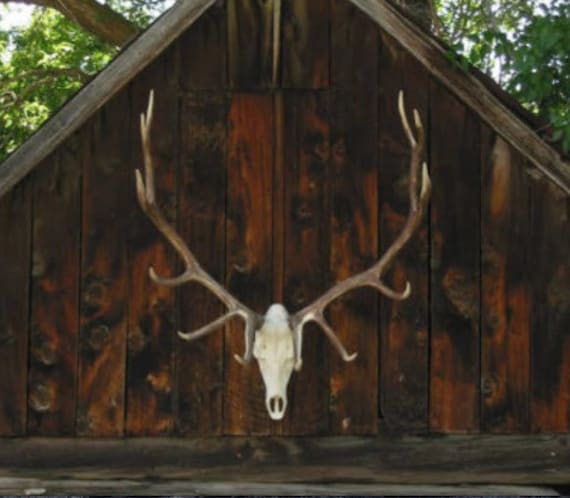 European Mount Skull Mount Faux Elk Antler Decor Elk - Etsy