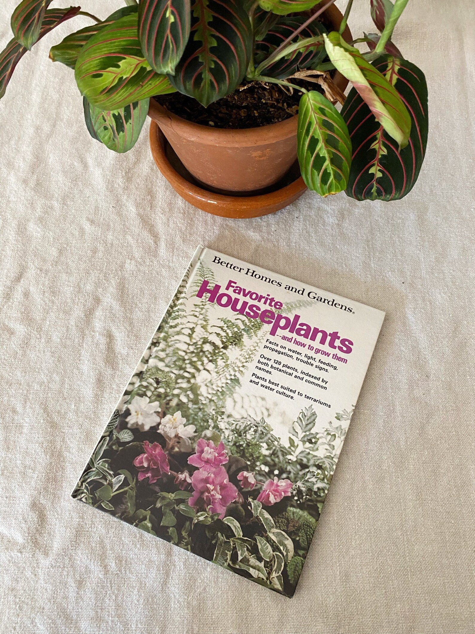 Vintage Favorite Houseplants Guide Book : How to - Etsy
