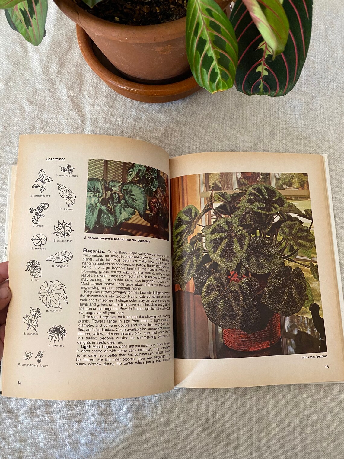 Vintage Favorite Houseplants Guide Book : How to - Etsy