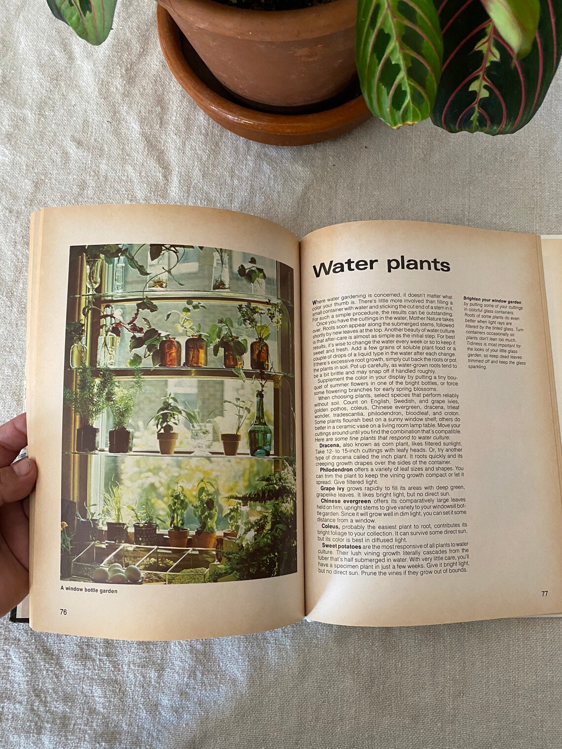 Vintage Favorite Houseplants Guide Book : How to - Etsy