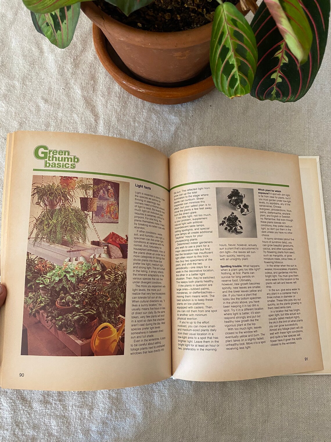 Vintage Favorite Houseplants Guide Book : How to - Etsy