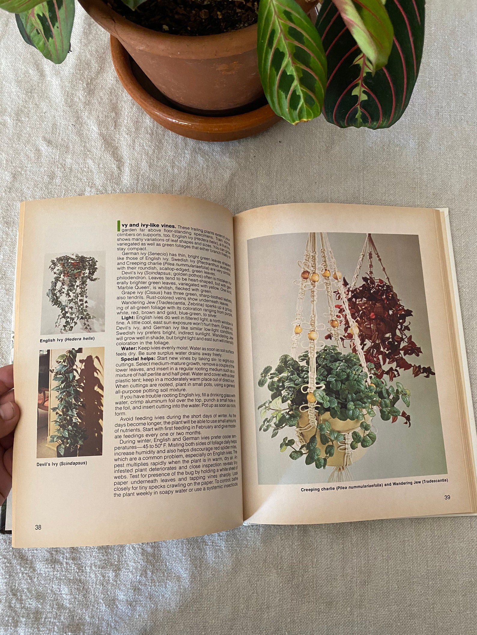 Vintage Favorite Houseplants Guide Book : How to - Etsy
