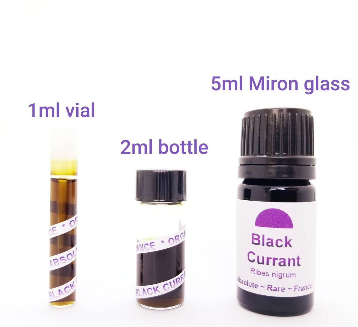 Black Currant Absolute Organic Ribes nigrum Pure Natural | Etsy