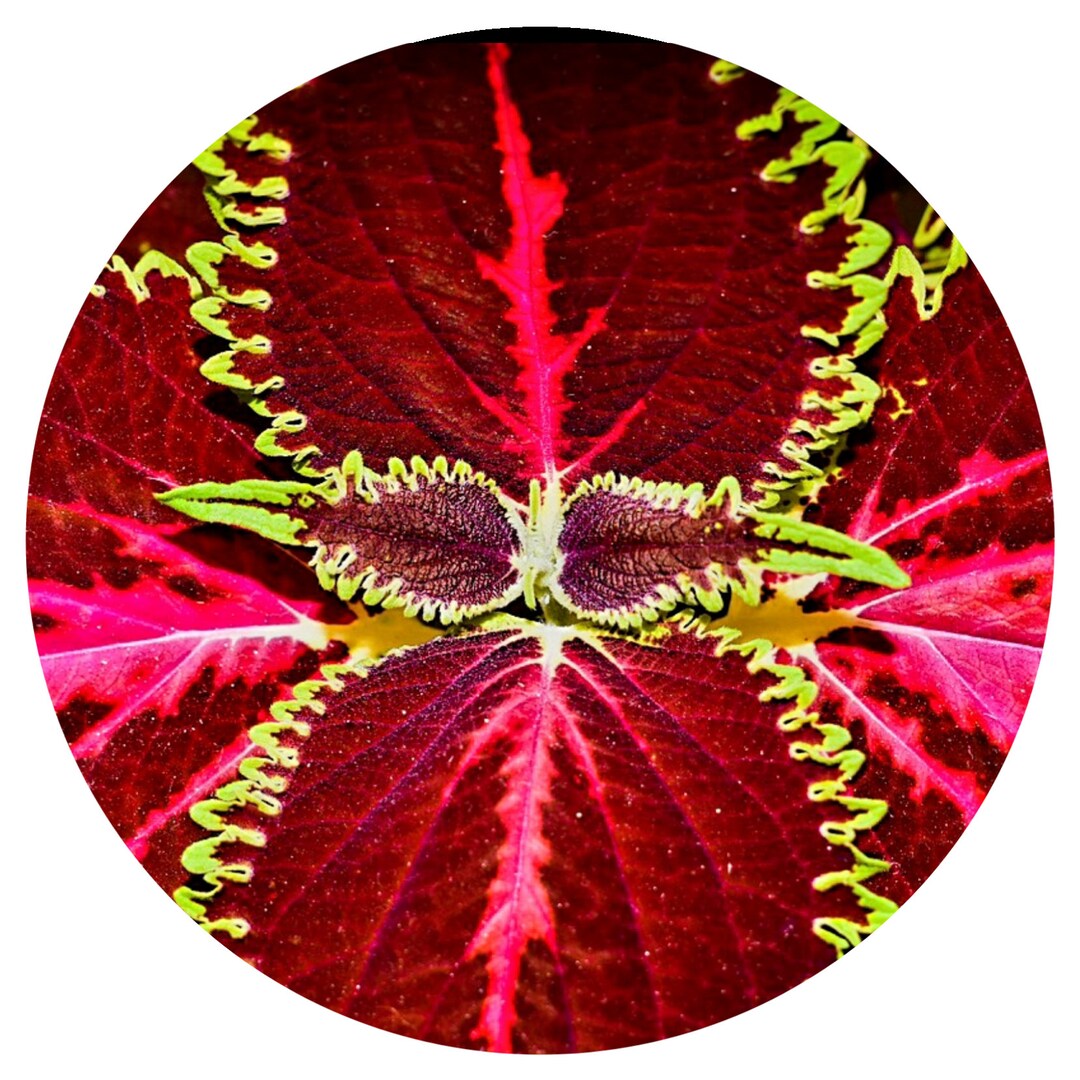 Coleus Root Essential Oil Organic Forskohlii Ayurvedic Ayurveda ...
