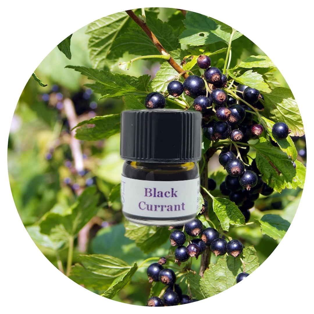 Black Currant Absolute Organic Ribes Nigrum Pure Natural Perfume ...
