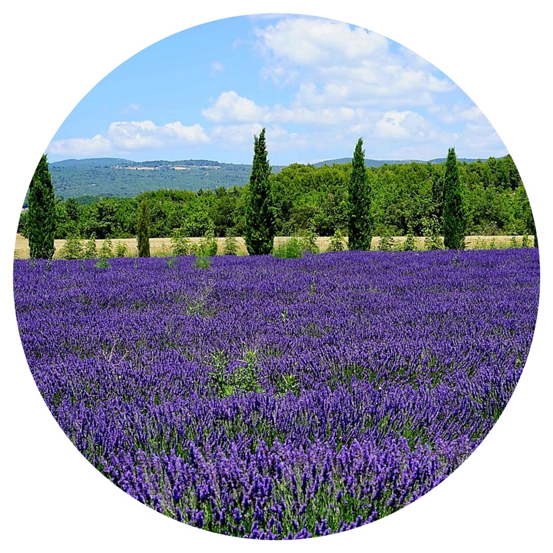 Lavender Absolute BULGARIA Organic Lavandula Angustifolia Perfume ...