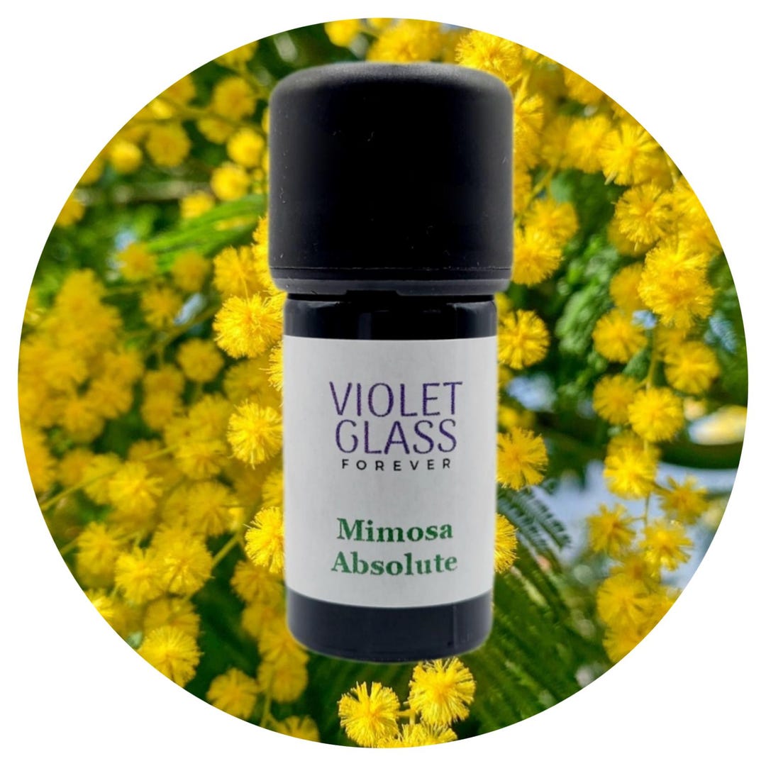 Mimosa Absolute Pourable France French Decurrens Flower All Natural ...