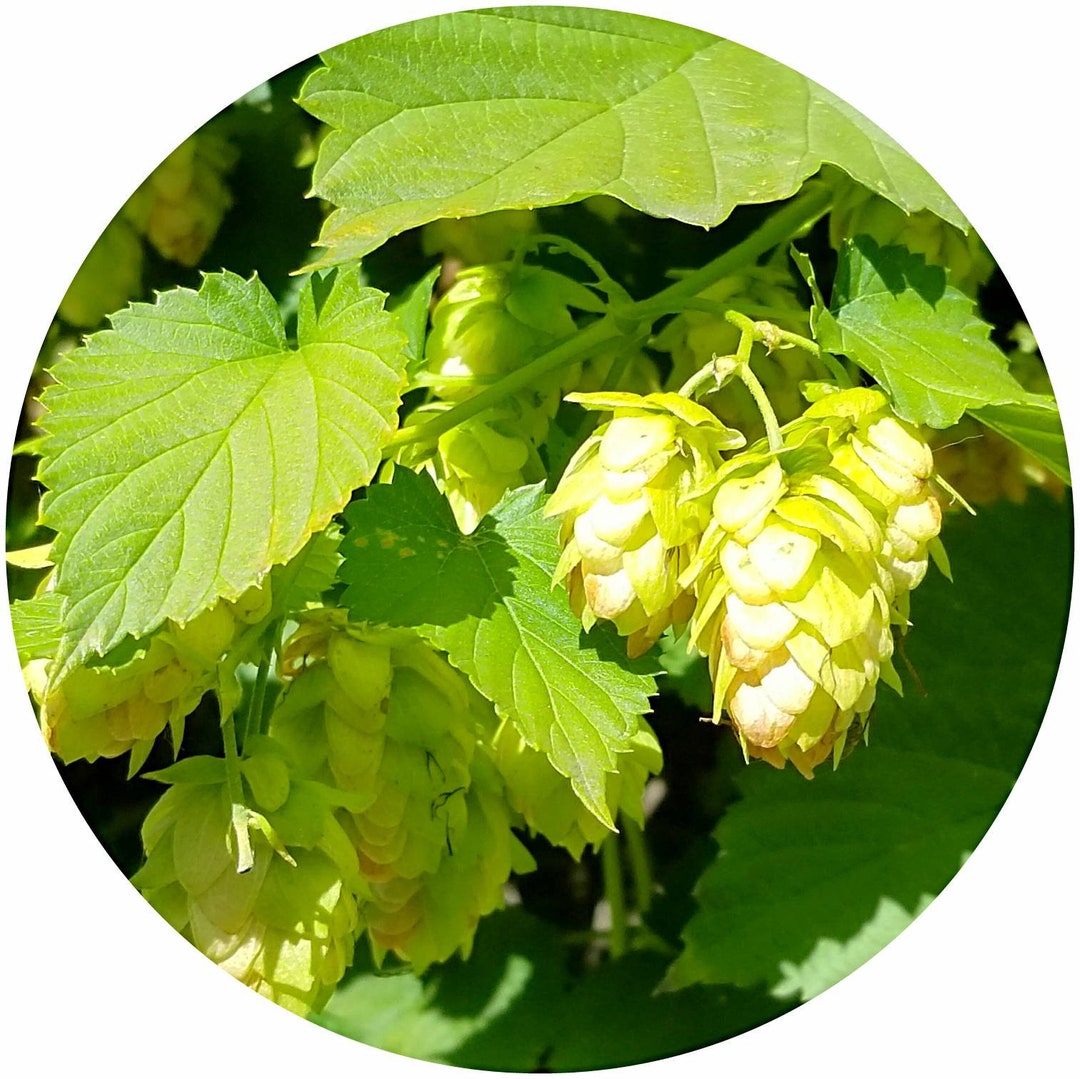Organic Hops Essential Oil Humulus Lupulus CO2 Select Hop Extract ...