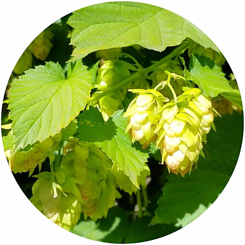 Hops - Etsy