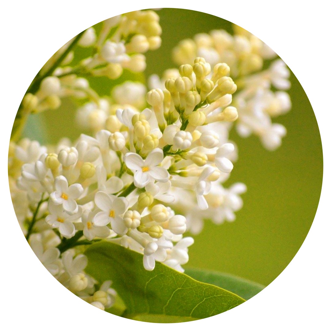 Lilac Flower CO2 Total Extract Certified Organic Syringa Vulgaris ...