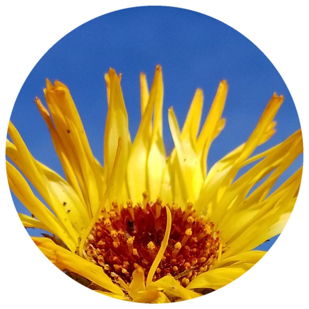 Inula Essential Oil Organic Sweet Graveolens Corsica High Grade ...