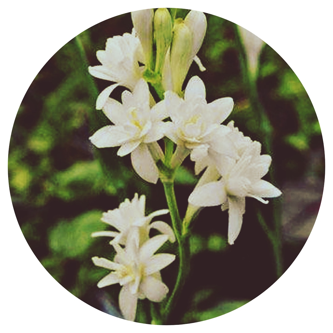 Tuberose Absolute Oil Polianthes Tuberosa India Perfume Floral Flower ...