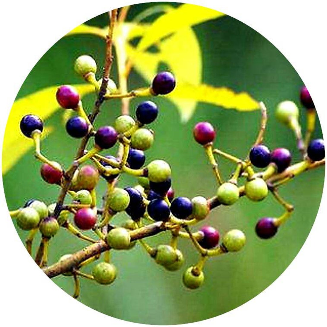 May Chang (litsea Cubeba) Wildcrafted Essential Oil - Etsy