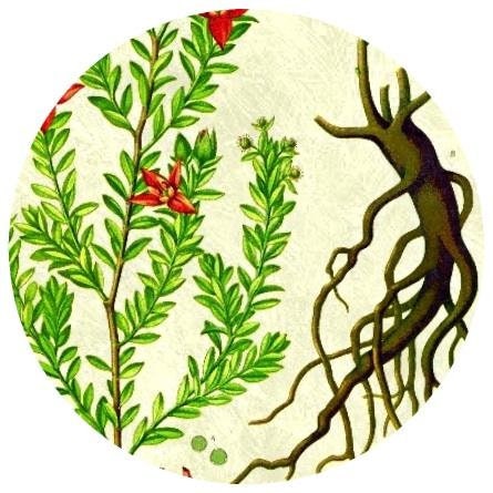 Rhatany Root CO2 Extract Krameria Lappacea Supercritical CO2 | Etsy