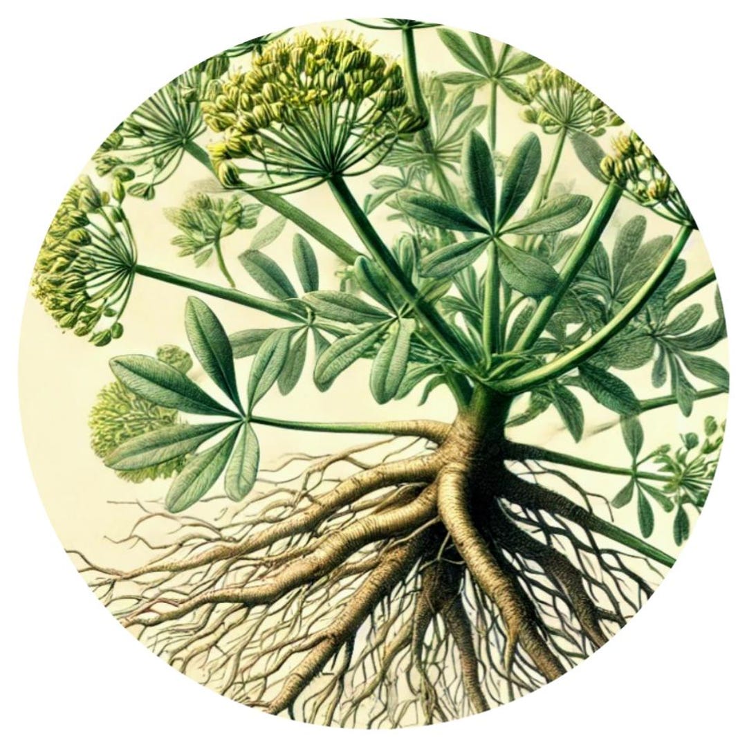 Bupleurum Root CO2 Extract Chai Hu Essential Oil Organic High Quality ...