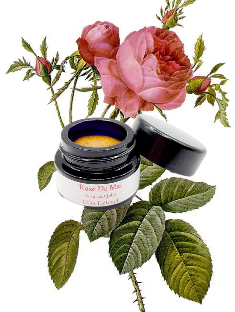 Rose De Mai Organic CO2 Extract Absolute (rosa Centifolia) Rose Maroc ...