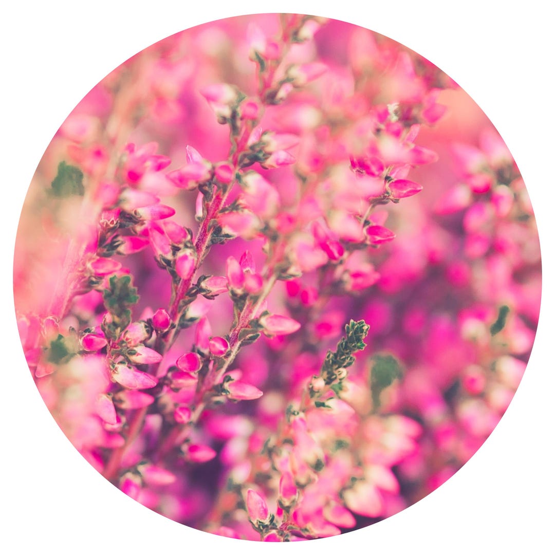 Heather Essential Oil Australian Calytrix Exstipulata Wildcrafted 100% ...