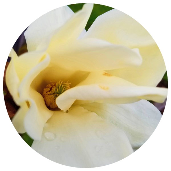 White Champaca Live Plant - Etsy