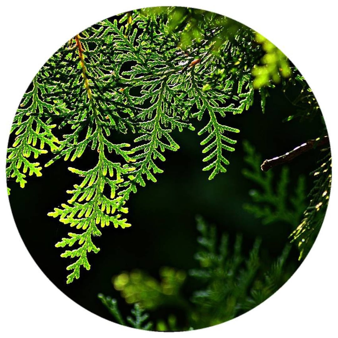 Siam Wood Essential Oil Organic Fokinia Hodginsii Woody Note Perfumery ...