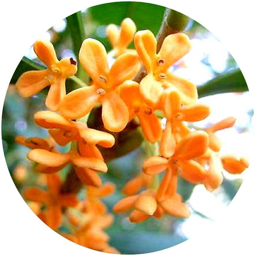 Osmanthus Absolute Organic Osmanthus Fragrans Perfume | Etsy