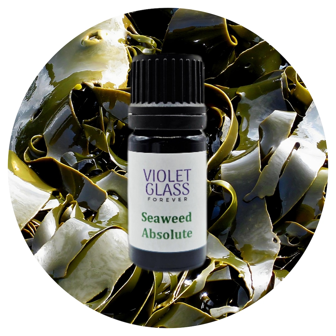 Seaweed Absolute Laminariales Kelp Oil Natural Perfumery Perfume Oceanic Scent Aroma - Etsy