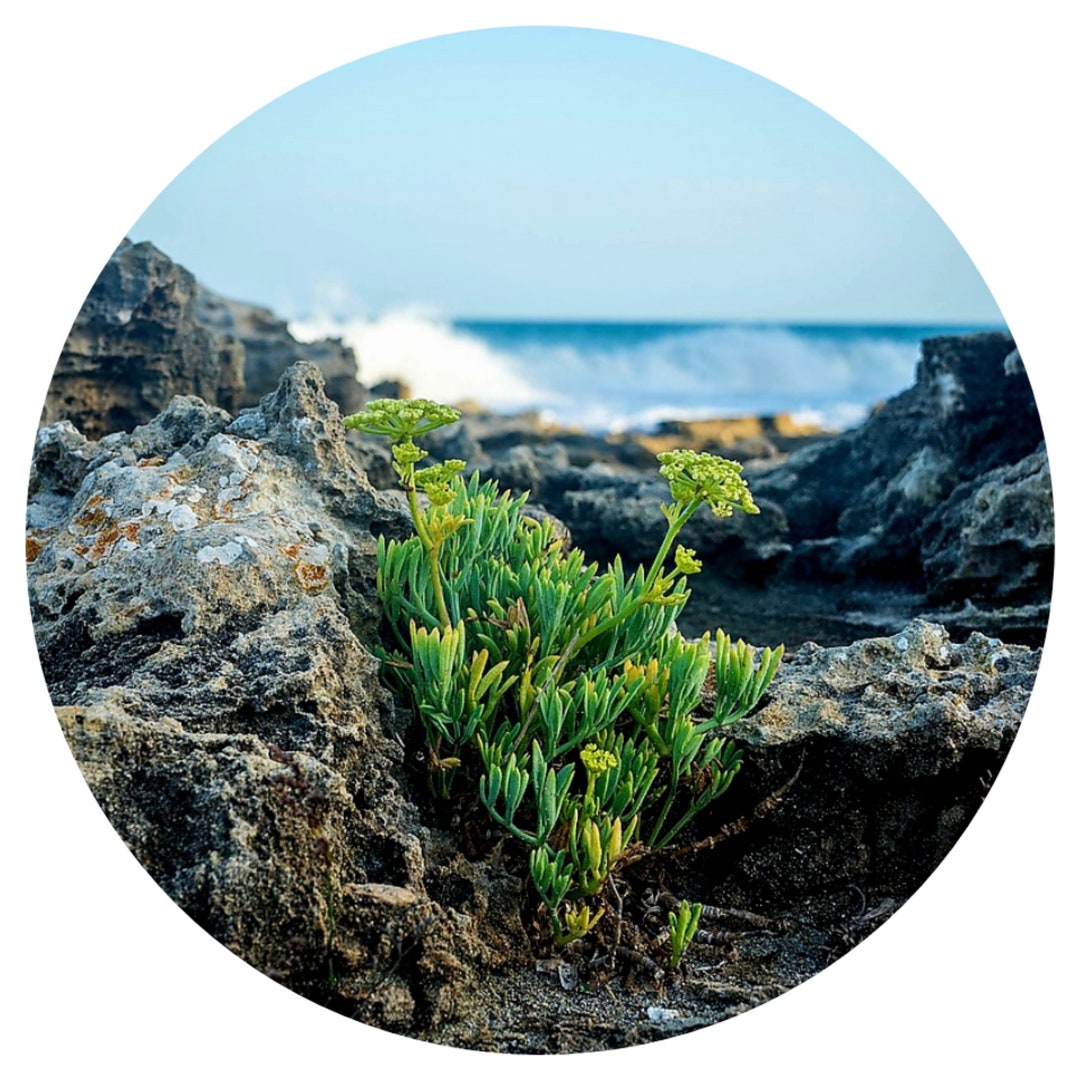 Sea Fennel Essential Oil Greece Steam Distilled Crithmum Maritimum ...