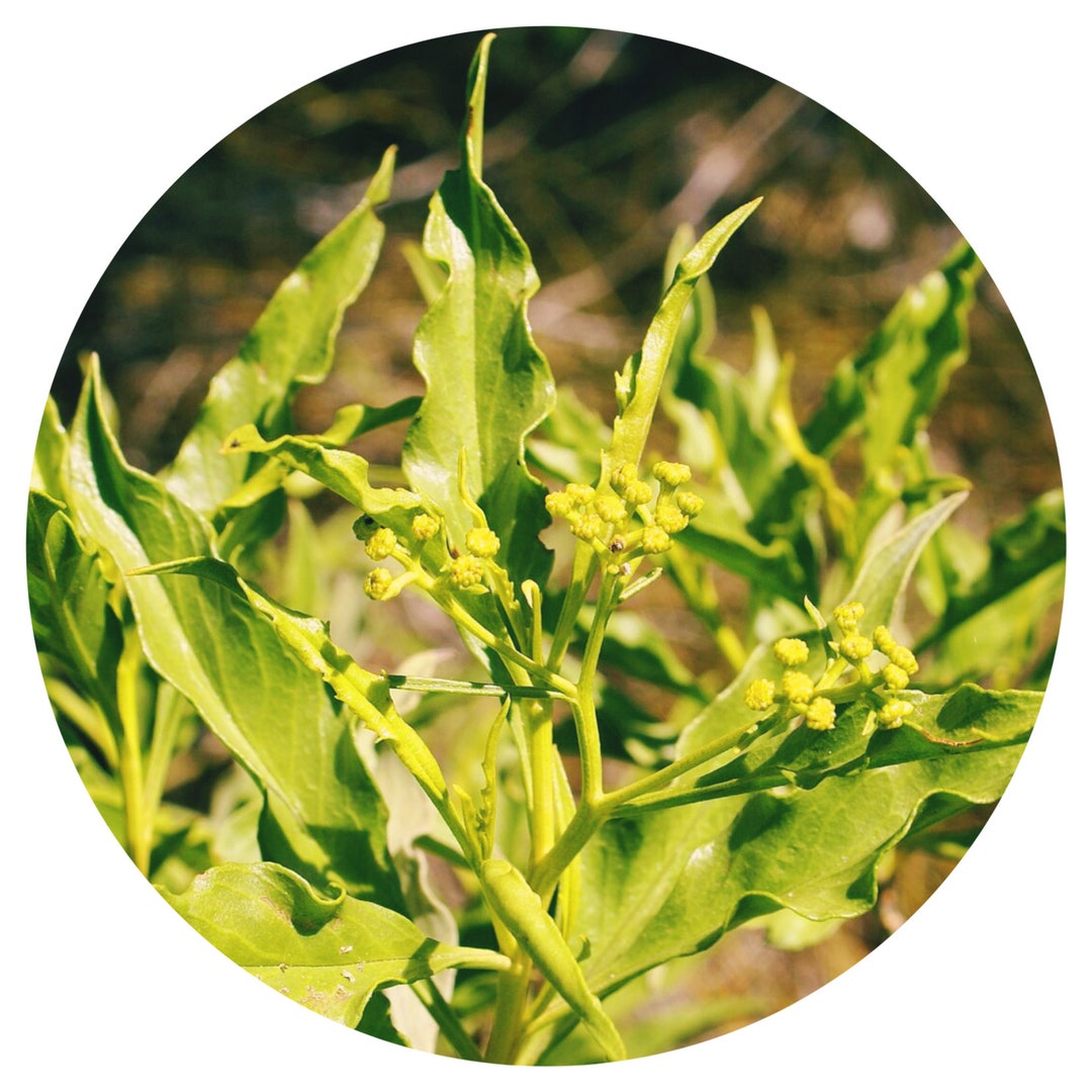 Arina Essential Oil Organic Madagascar Psiadia Altissima Lary ...