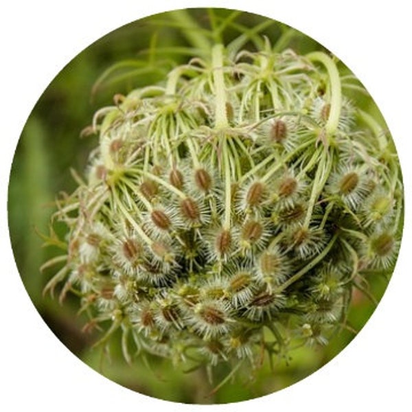 Carrot Seed Oil - Etsy