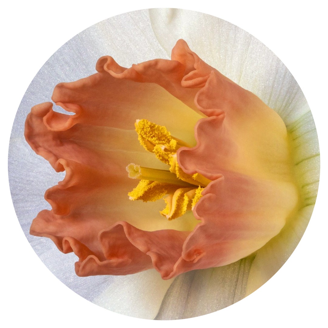 Narcissus Poeticus Absolute Pure Rare Daffodil Grasse France Perfume ...