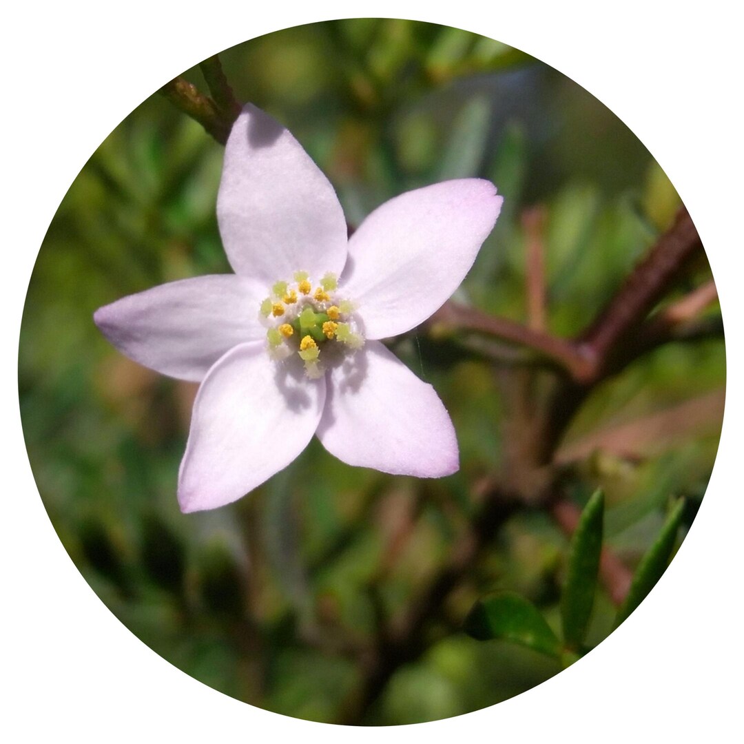 Boronia Absolute Organic Megastigma Oil Flowers Leaves Australia ...