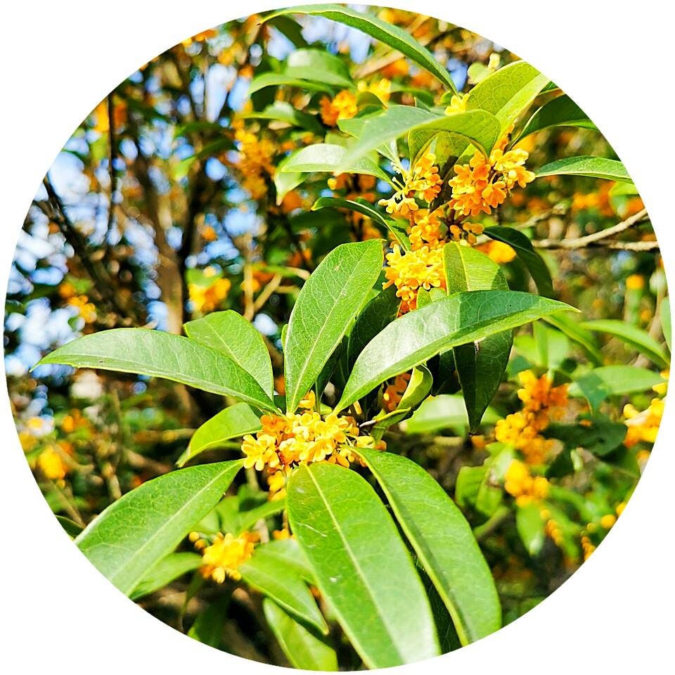Osmanthus Absolute Organic Osmanthus Fragrans Perfume - Etsy Australia